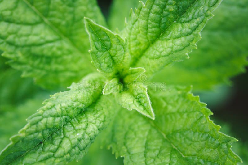 Close-up of mint leaves stock image. Image of aroma, environment - 95402435