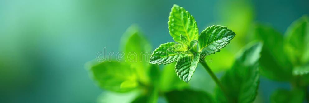 Close Up Mint Leaves, Sterile Lab Background, Plant Study, Research ...