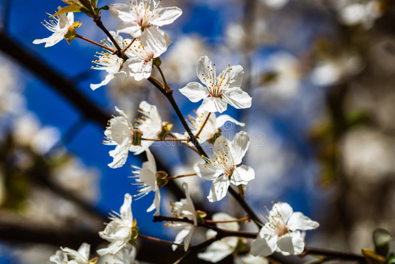 Close Up of Mirabelle Tree Flowers Isolated, White Tree Flowers ...