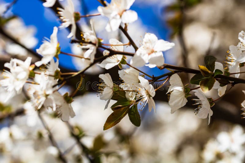 Close Up of Mirabelle Tree Flowers Isolated, White Tree Flowers ...