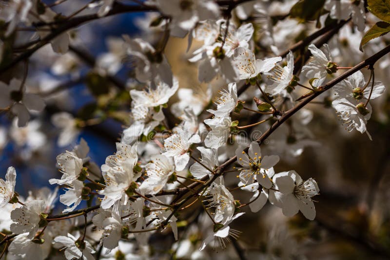 Close Up of Mirabelle Tree Flowers Isolated, White Tree Flowers ...