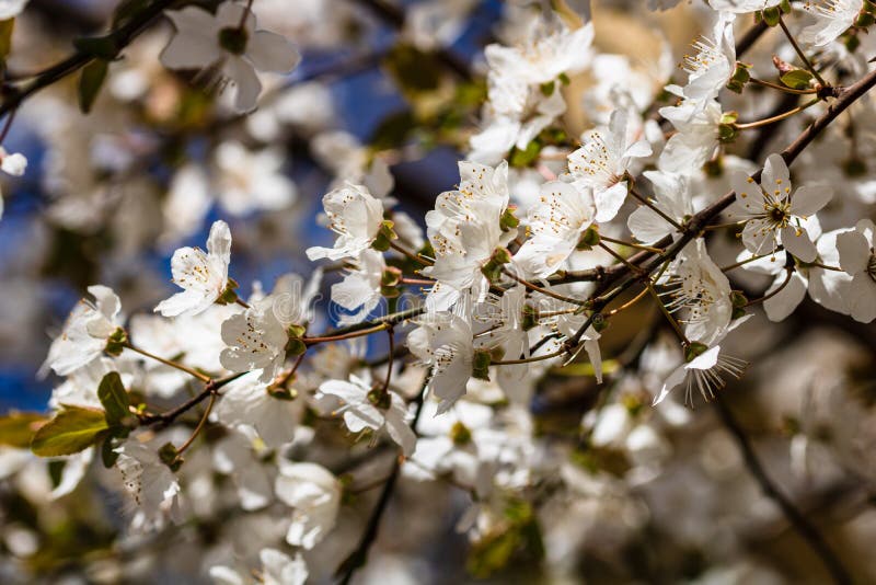 Close Up of Mirabelle Tree Flowers Isolated, White Tree Flowers ...