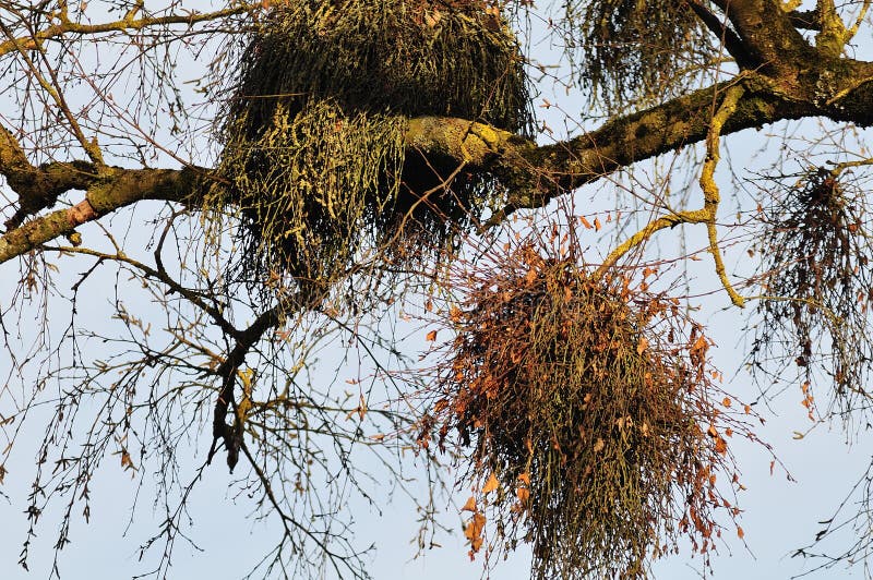 Close-up of Mistletoe on Bare Tree Stock Image - Image of season, bark ...