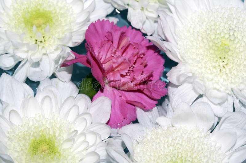 Close Up of Mixed White and Pink Flower Heads from a Bunch Stock Image - Image of fashion ...