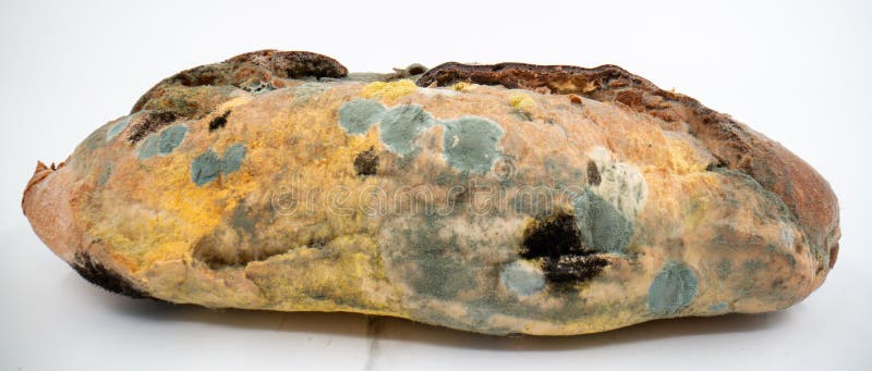 Close Up Moldy Bread on Isolated Stock Photo - Image of bread, macro ...