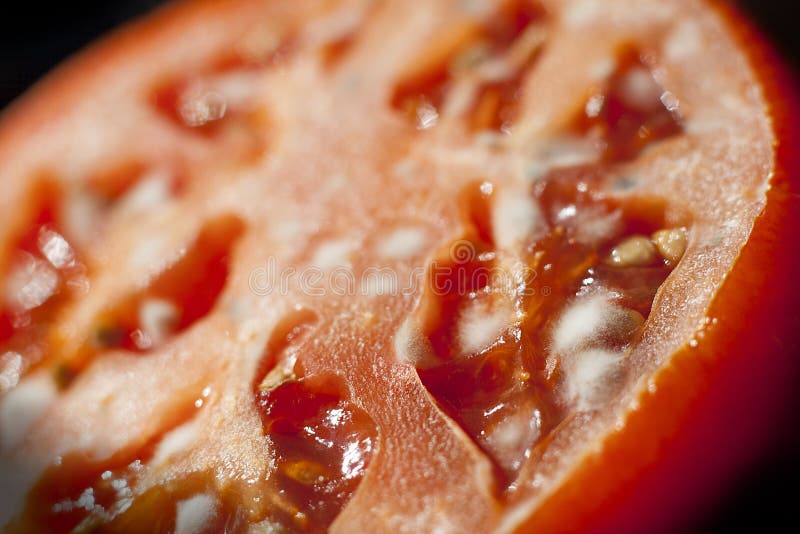 Close-up of moldy tomato stock image. Image of rotten - 60496869