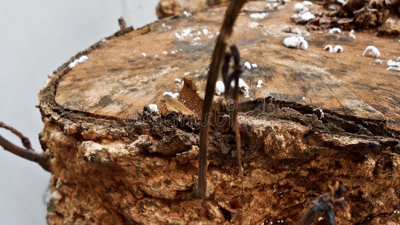 Moldy Tree Trunks in Front of the House Stock Image - Image of abstract ...