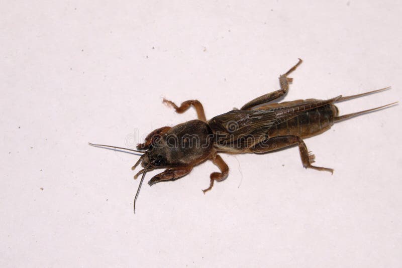 Mole cricket stock image. Image of orthoptera, insects - 248053641