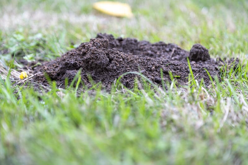 Molehill stock photo. Image of grass, pests, mole, mound - 16193372
