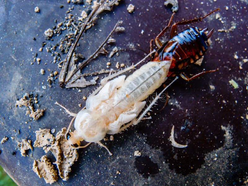 Close up molting cockroach stock photo. Image of biology - 86270570