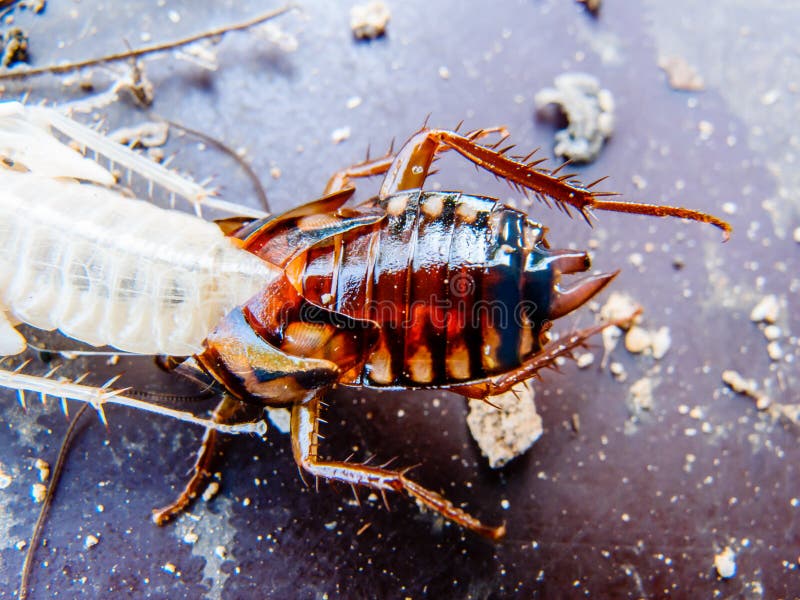 Close up molting cockroach stock photo. Image of biology - 86270570