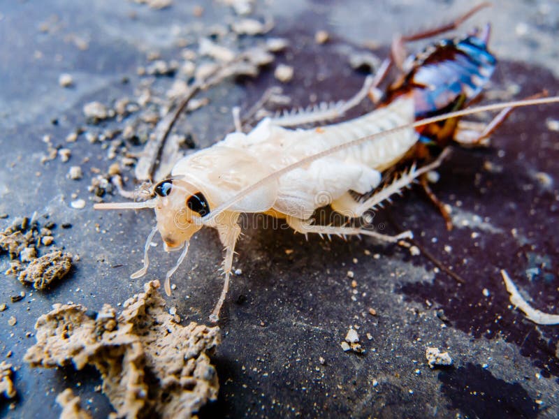 Close up molting cockroach stock photo. Image of entomology - 86270606