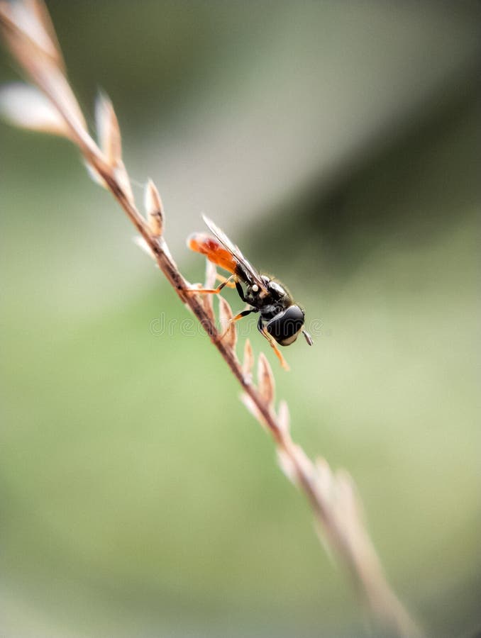 Close-up Moment of Insect on Grass Stock Image - Image of flower, close ...