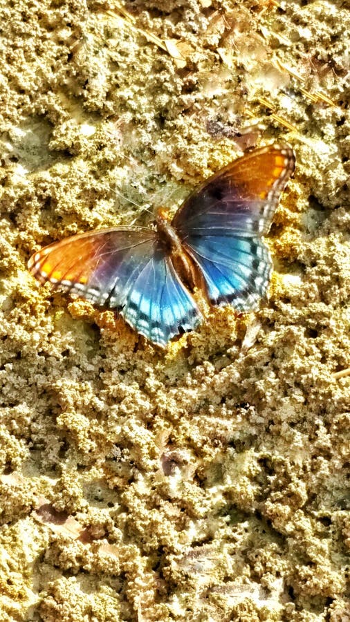 Close Up Monarch Butterfly with Torn Wings Sitting on Leaf in the Sun ...