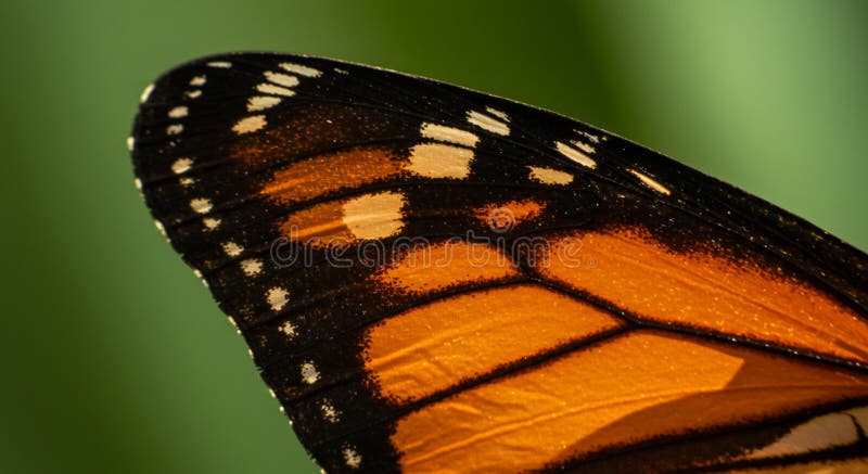Close-up of a Monarch Butterfly Wing, Showcasing Vibrant Orange and ...