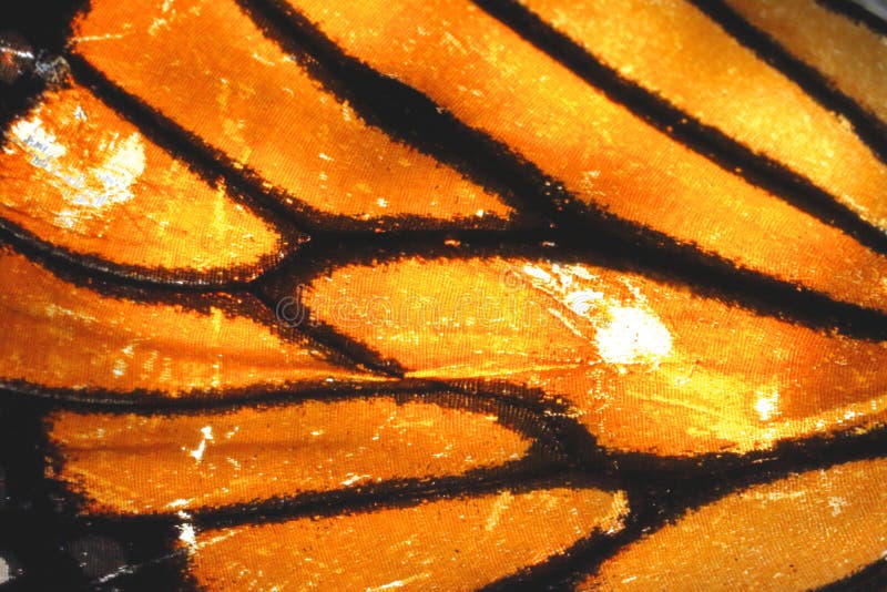 Close-up of a Monarch Butterfly Wnig with Back Light Stock Photo ...