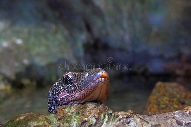 Close-up of the Monitor Lizard that Lies on the Rock Stock Photo ...