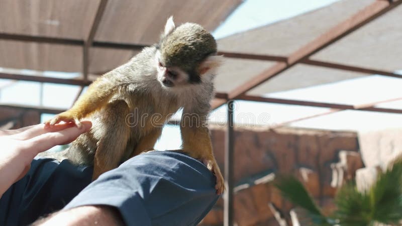 Close Up of a Monkey. Animal is Sitting on a Stone. Stock Video - Video ...