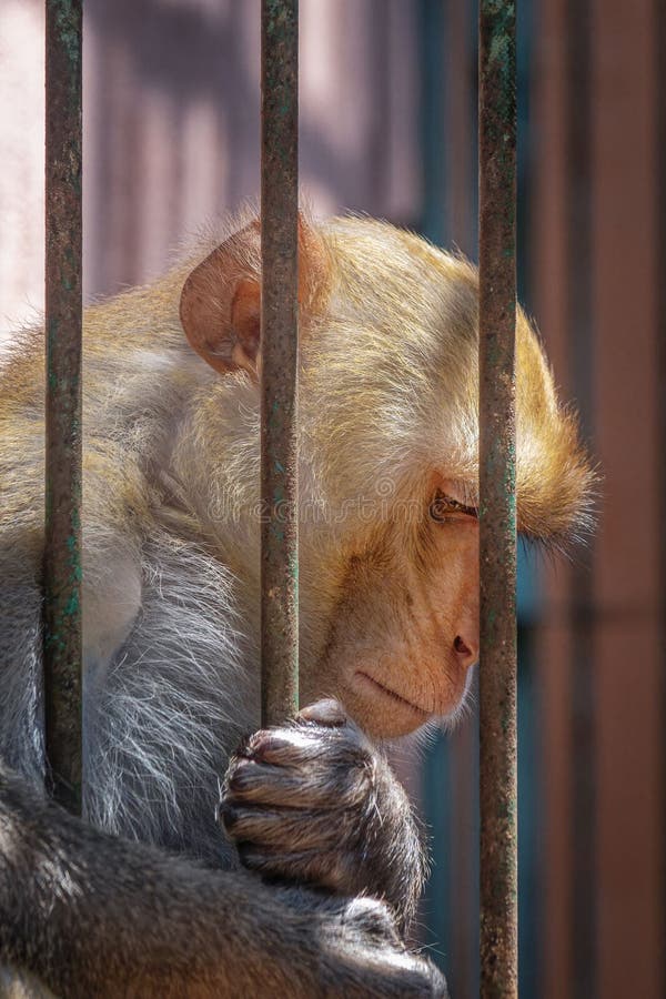Close-up of a Monkey Behind Bars, Looking Down and Sad. Stock Image ...