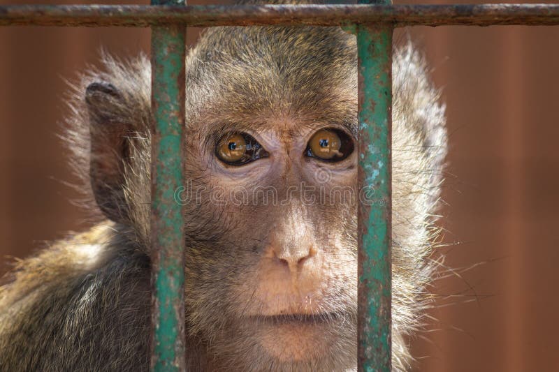 Monkey Behind Bars with Expressive Eyes. Stock Image - Image of ...