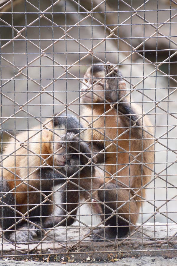 Monkey in the cage stock image. Image of help, breed - 264454615
