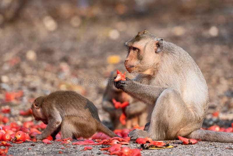 Close up monkey. stock photo. Image of tomatoes, delicious - 121027418