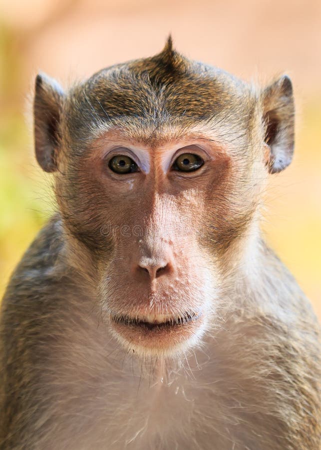 Close-up of Monkey (Crab-eating Macaque) Stock Photo - Image of mouth ...