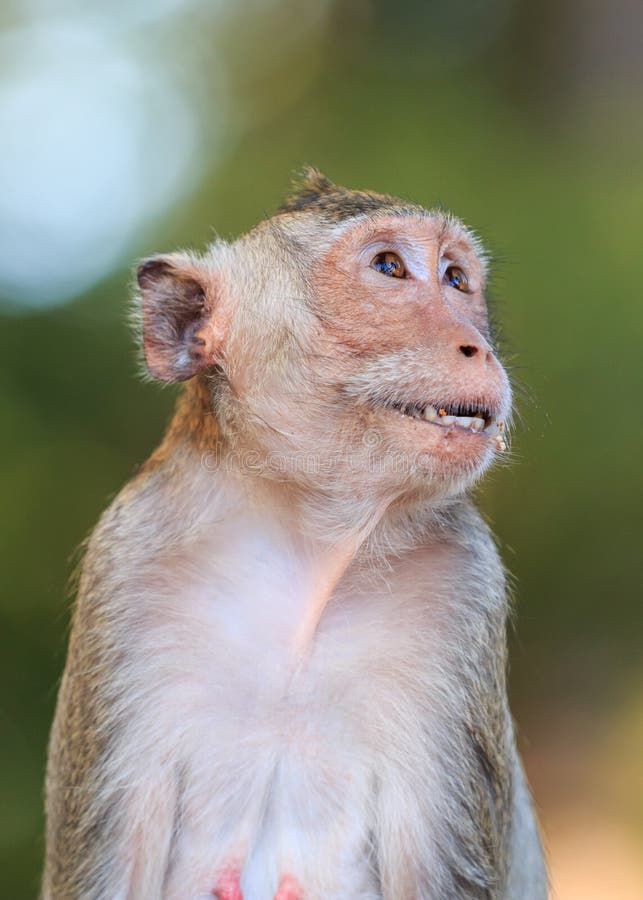 Close-up of Monkey (Crab-eating Macaque) Stock Photo - Image of asia ...