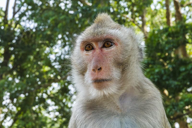 Close up monkey face stock image. Image of nose, expression - 76198421
