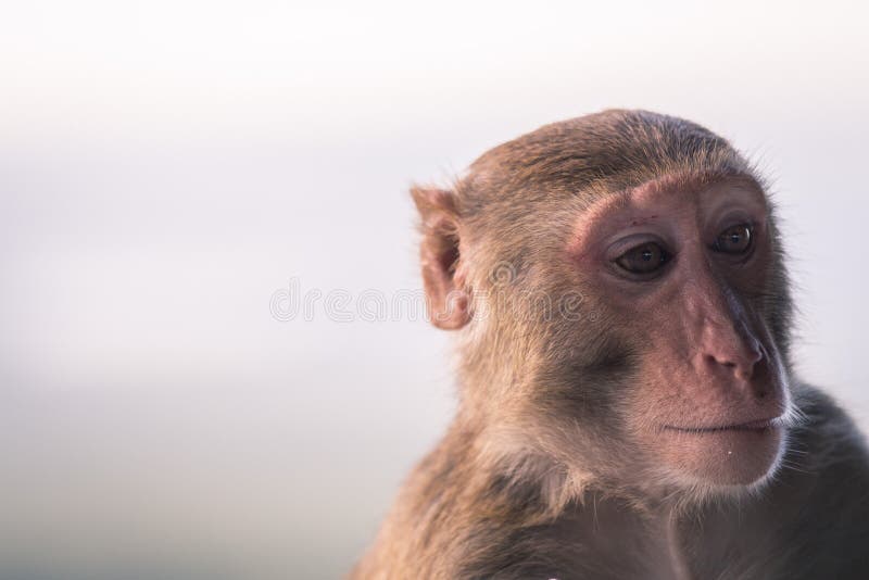 Close-up of a Monkey Face and Eyes Stock Image - Image of mother ...