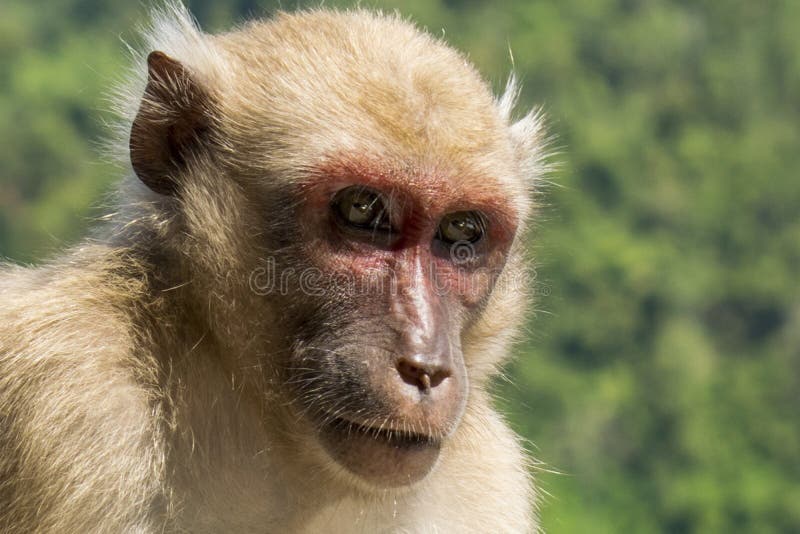 Close Up Monkey Face and Focus into the Eye Stock Image - Image of eyes ...