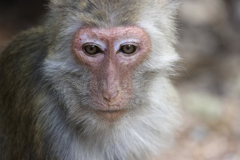 Kead Lump Stock Photos - Free & Royalty-Free Stock Photos from Dreamstime