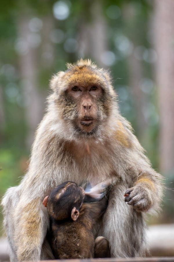 Monkey Family in an Animal Park in Germany Stock Image - Image of ...