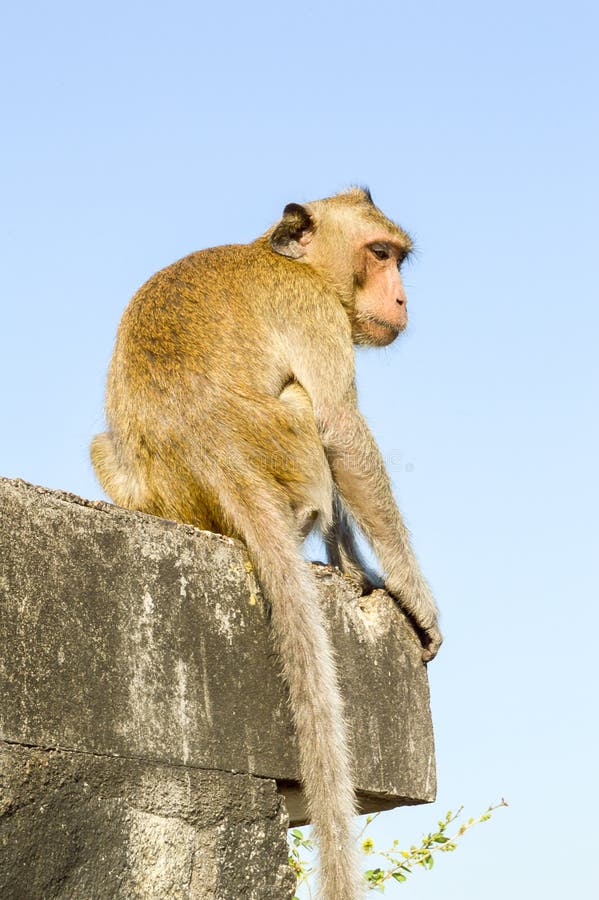 Monkey In Garden Beautiful Gampha Stock Photo - Image of garden, gampha ...