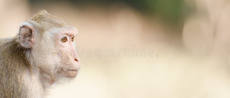 Close-up of a Monkey Head Looking Forward and Space for Banner Text ...