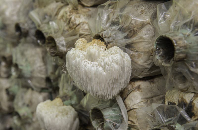 Monkey Head Mushrooms Isolated Stock Image - Image of natural ...