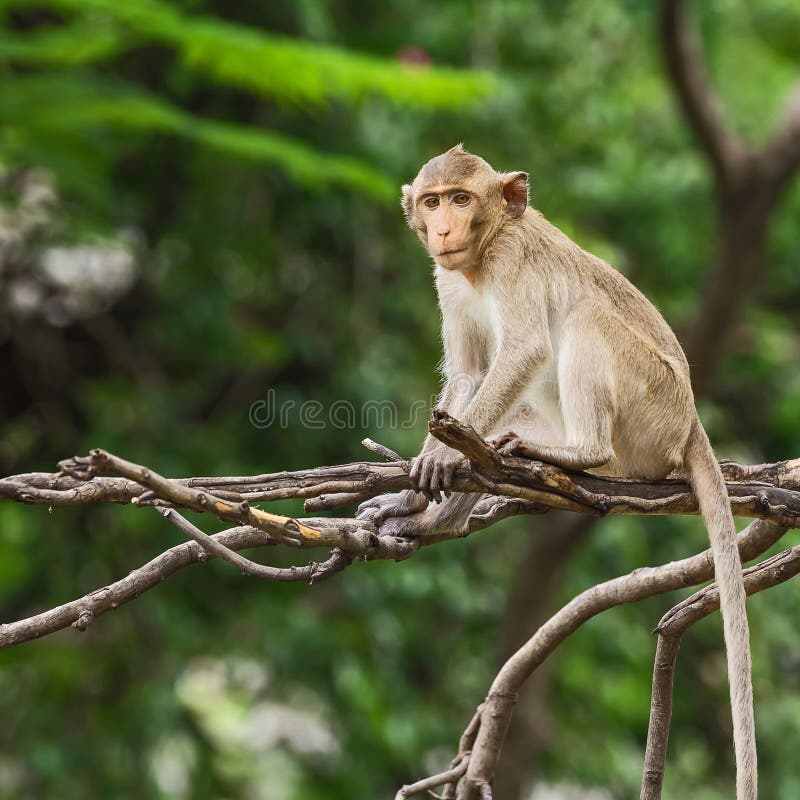 Close up monkey. stock photo. Image of tomatoes, delicious - 121027418