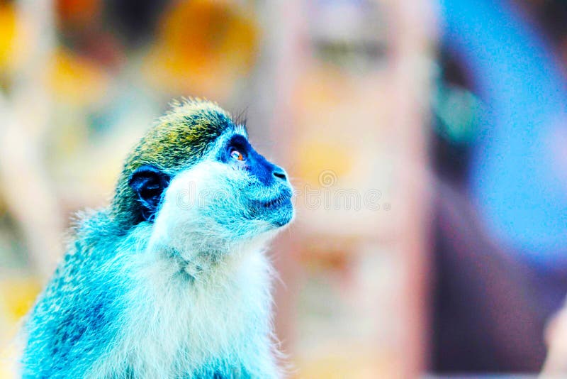 A Close Up of a Monkey Looking Up Stock Photo - Image of portrait ...