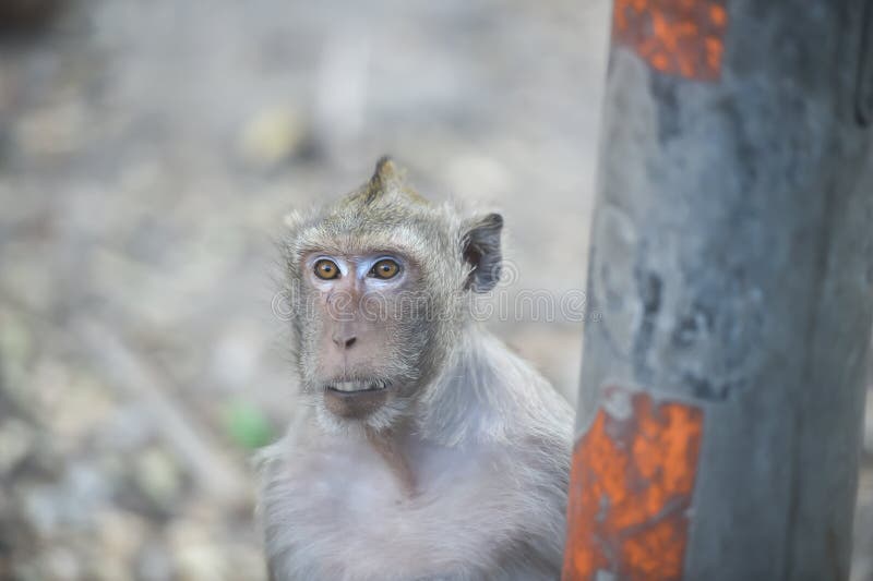 Close Up Monkey Looking Something from the Car , Monkey Thailand Stock ...