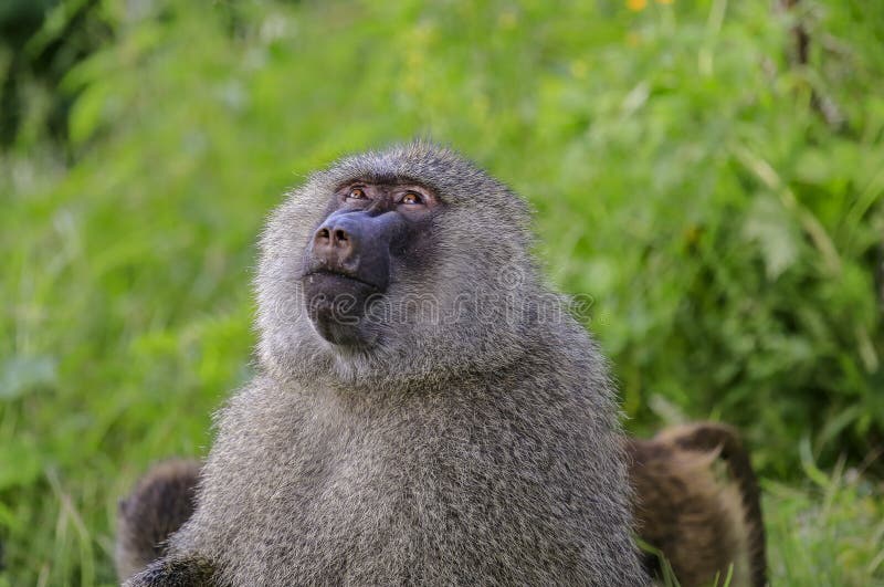 Close Up on Monkey Looking Towards the Sky Stock Image - Image of hair ...