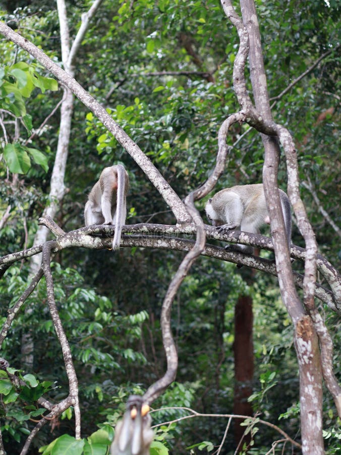 Close Up of Monkey Macaque, Sitting on Tree Stock Photo - Image of bird ...
