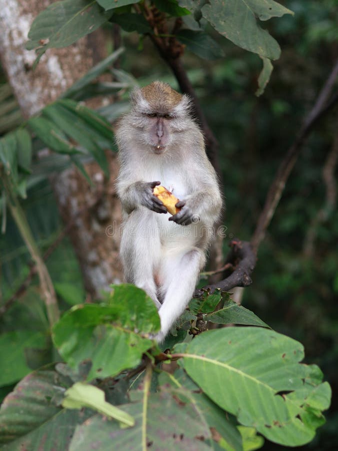 Close Up of Monkey Macaque, Sitting on Tree Stock Photo - Image of ...