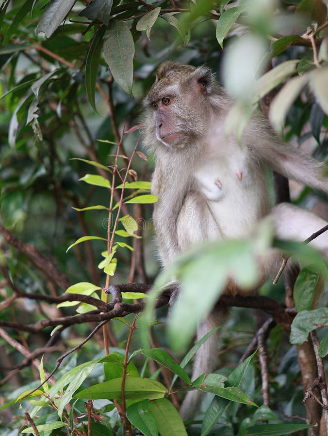 Close Up of Monkey Macaque, Sitting on Tree Stock Image - Image of ...