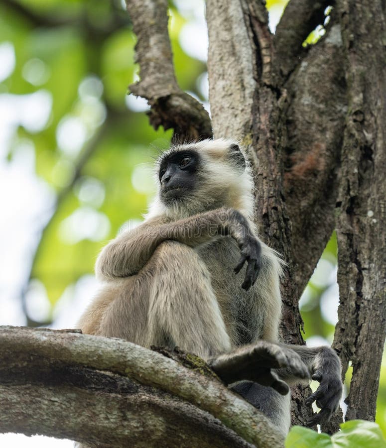 Close-up of a Monkey Perched on the Branch of a Tree Stock Image ...