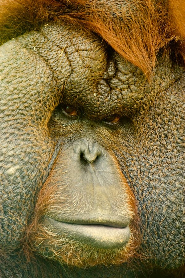 Close-up Of Monkey Picture. Image: 86313422