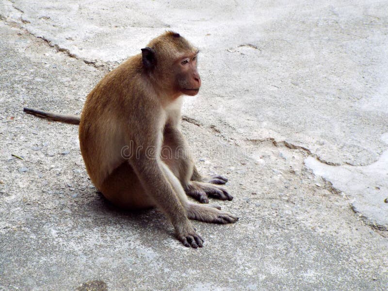 Close-up of a Monkey Sitting on the Ground Stock Photo - Image of calm ...