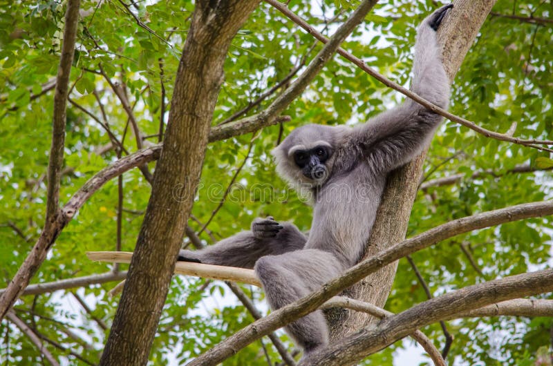 Close-up Monkey Sitting on a Tree and Holding Branches Stock Photo ...