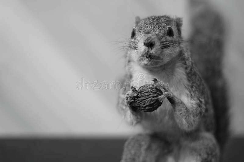 Grey Squirrel with a Walnut Stock Image - Image of woods, food: 168547195