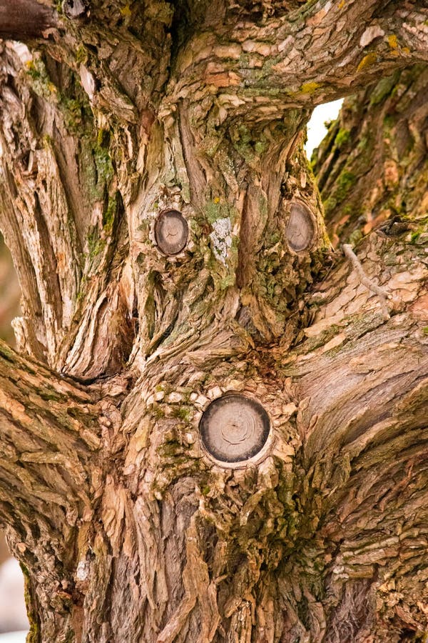 Close-up of a Monster-like Tree Structure, Like a Real-life Bad Groot ...