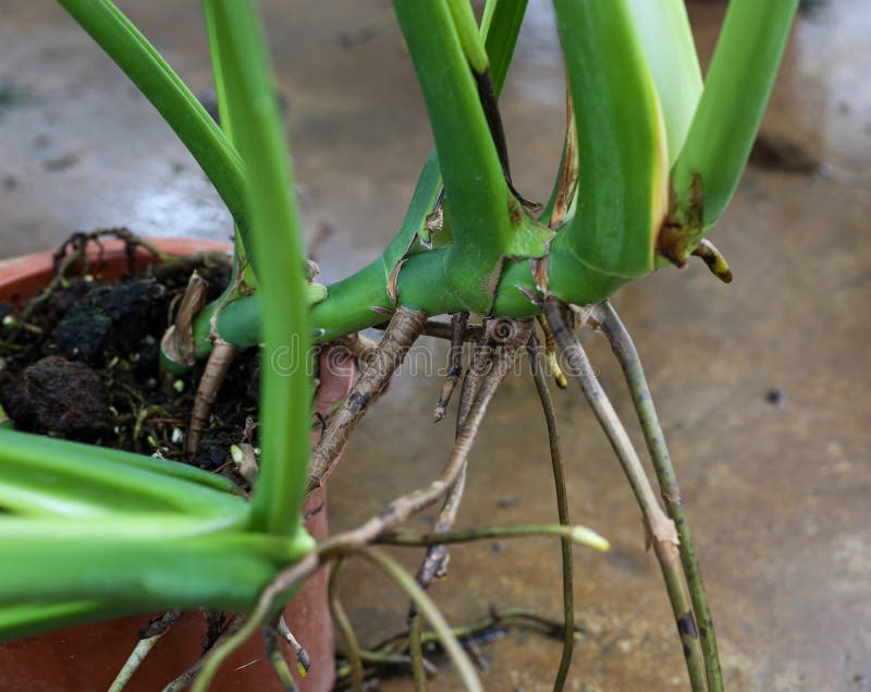 Stem of Monstera stock image. Image of stalk, ceriman - 23057759